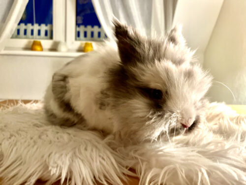 Meet Mr. Wooly — Miss Lightheart